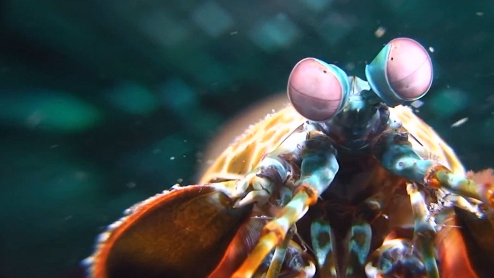 It’s High Noon for the mantis shrimp, who defends its home to the last ...