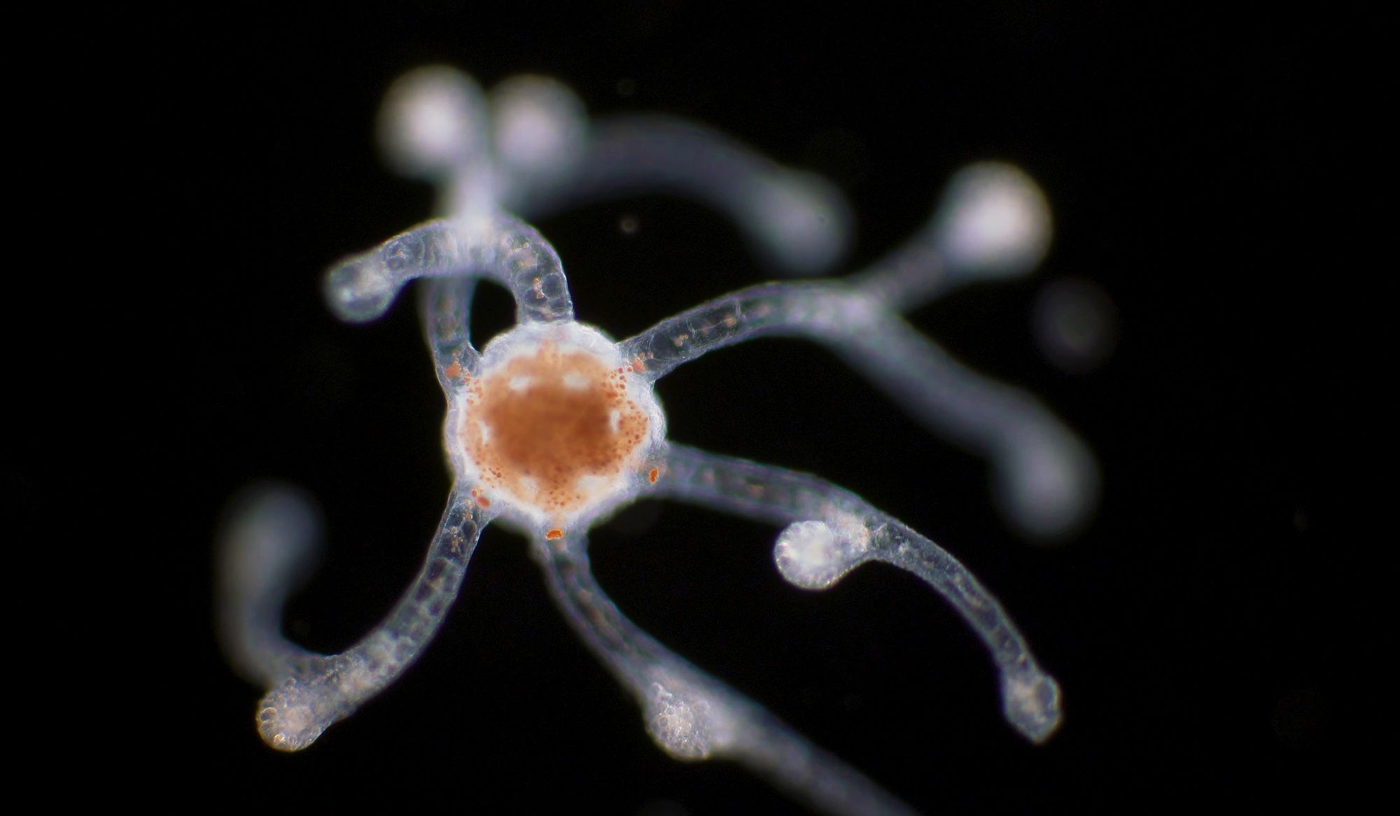 Peering into the eerie world of plankton reveals a variety of vital ...