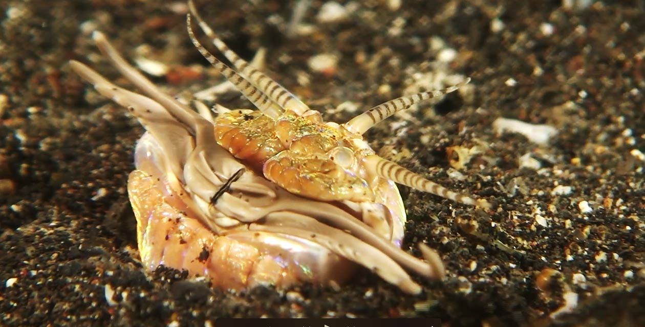 Beware the lightning-quick bobbit worm burrowed in the sand on the ...